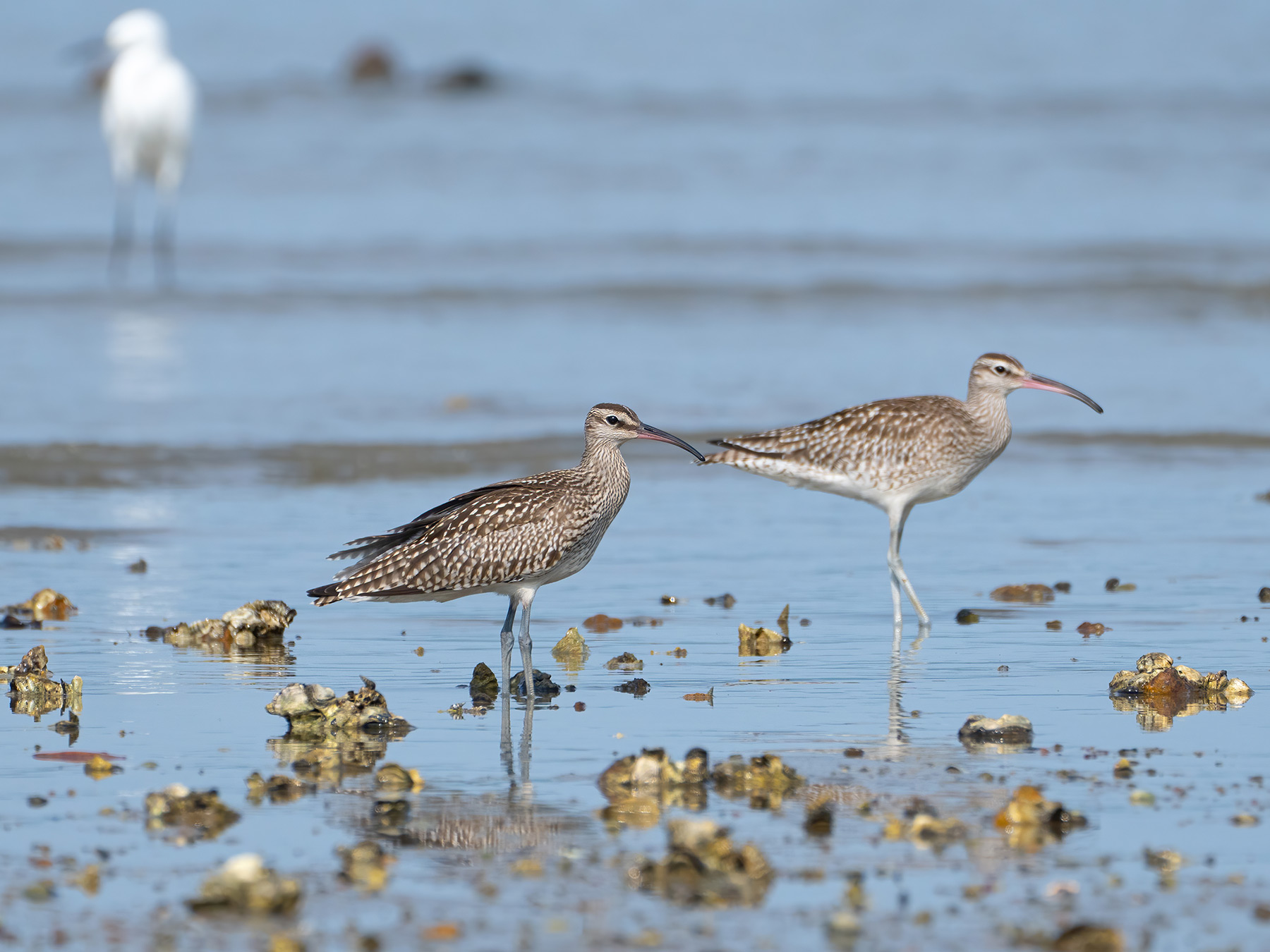 South Development and Sustainable Lantau Office - Eco-Logs